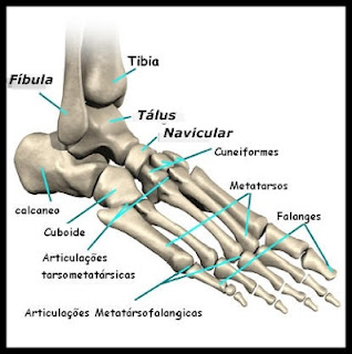 CARLOS GIDEÃO PODÓLOGO: ANATOMIA DO PÉ
