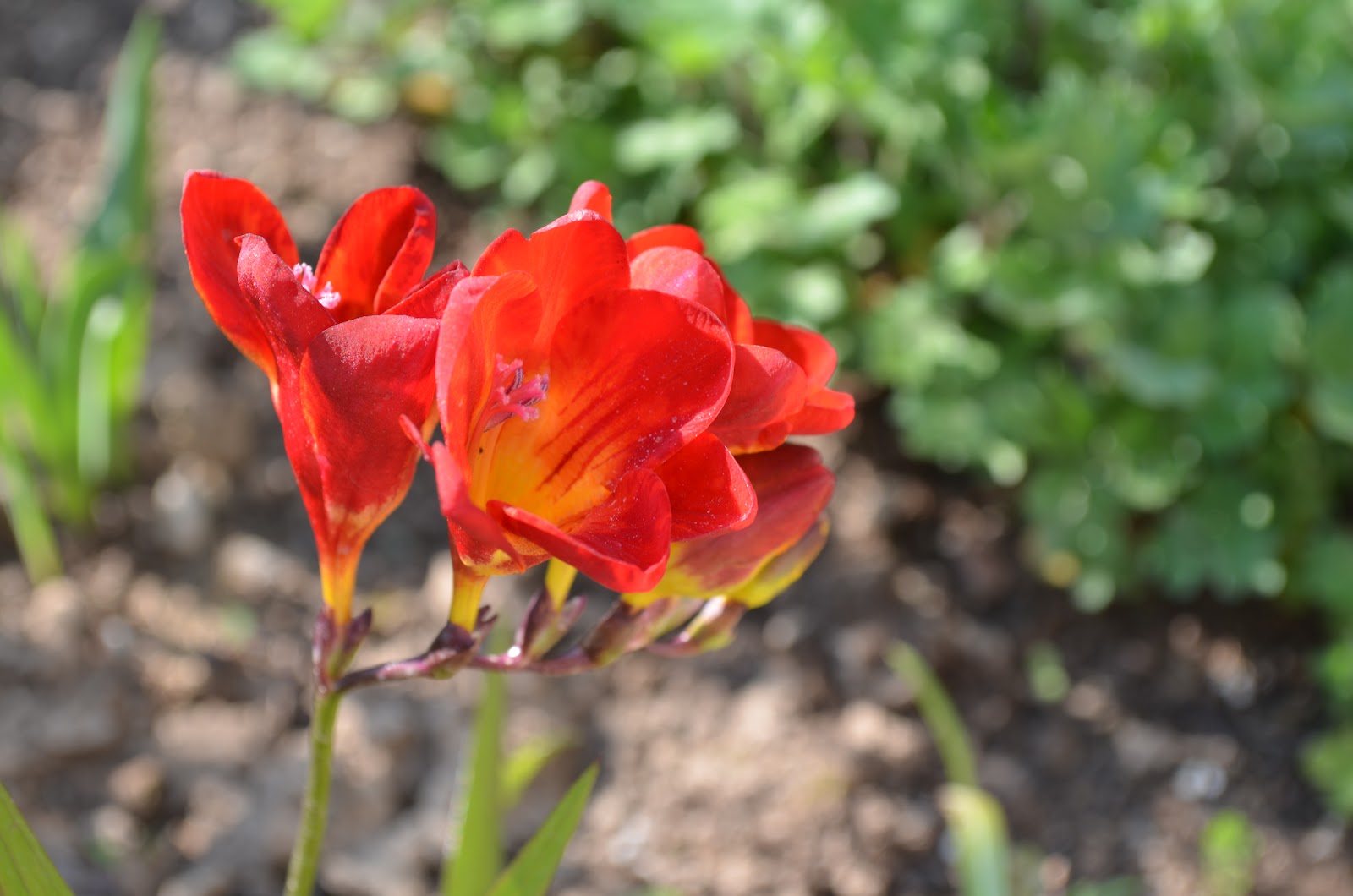 Jurnal de gradina: Frumoasele frezii