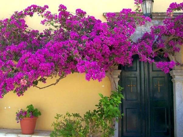 ΣΥΝΤΑΓΕΣ ΤΗΣ ΚΑΡΔΙΑΣ: Βουκαμβίλιες