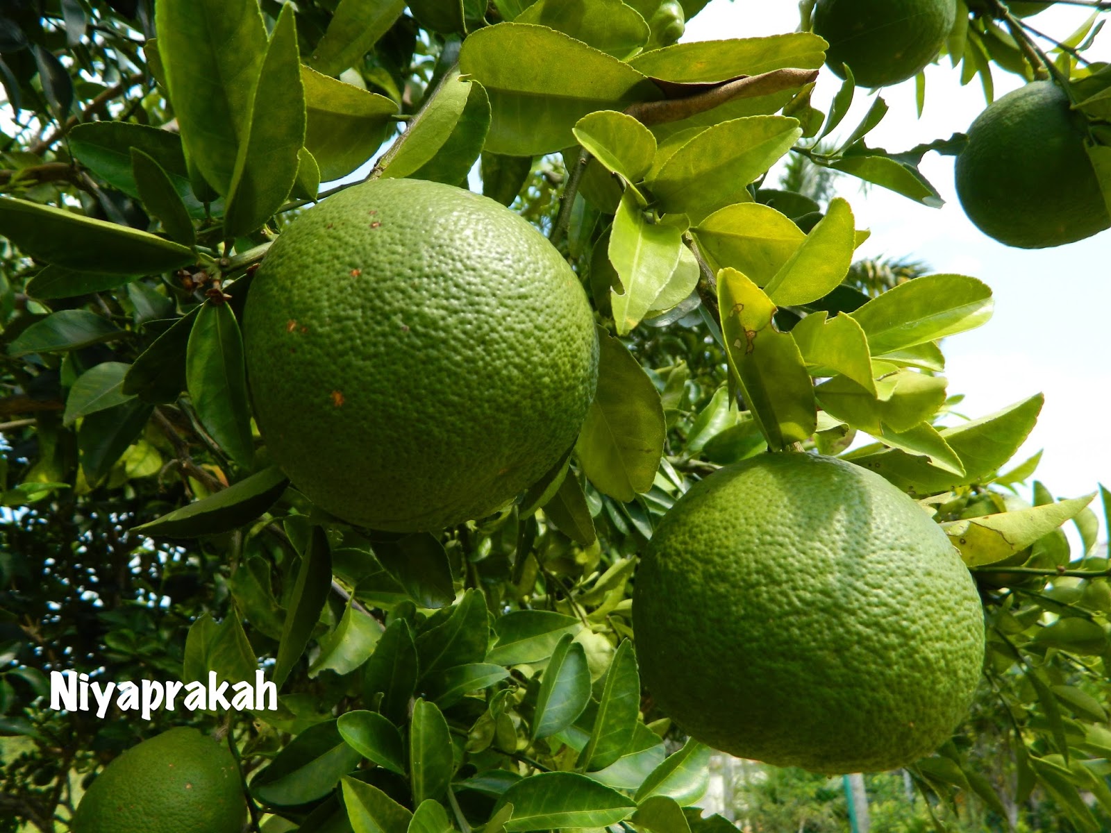 Niya's World: Photos of Sweet Lime & Australian Lemon in our backyard