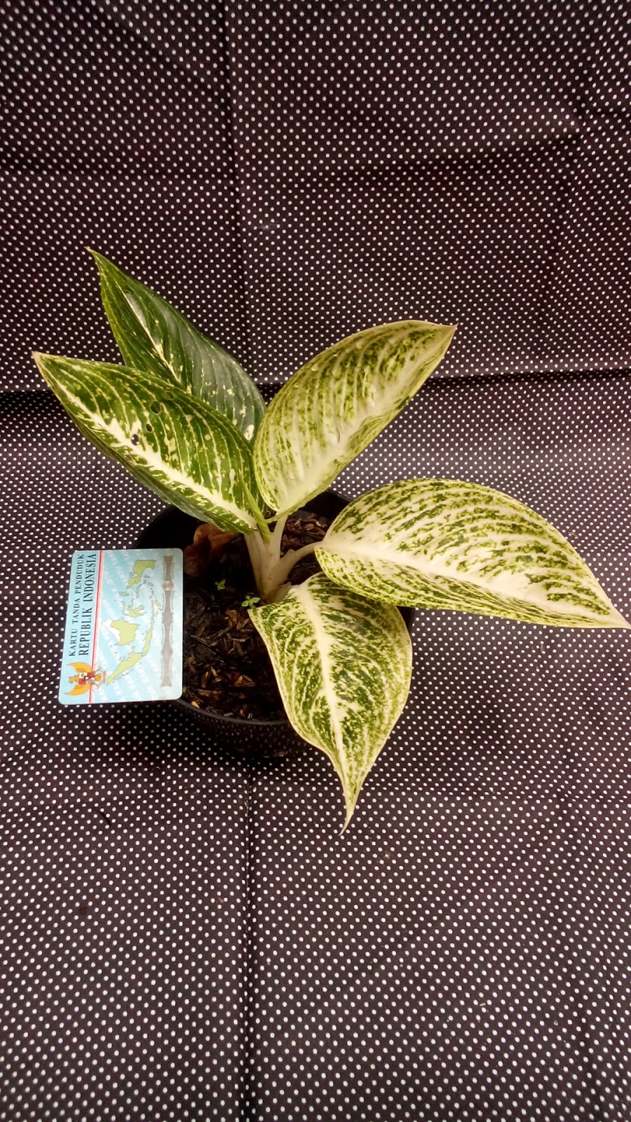 LAPAK AGLAONEMA: LEGACY