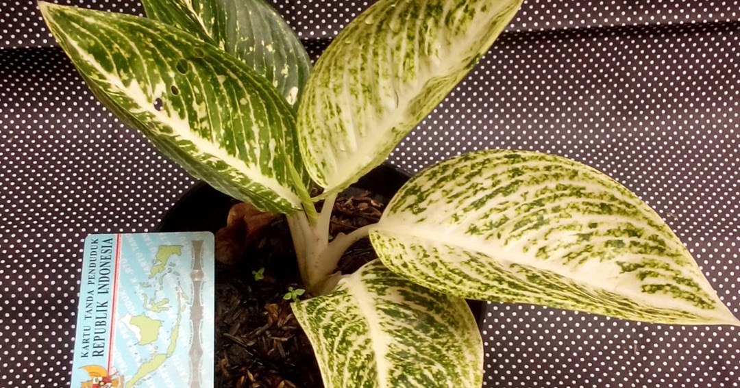 LAPAK AGLAONEMA: LEGACY