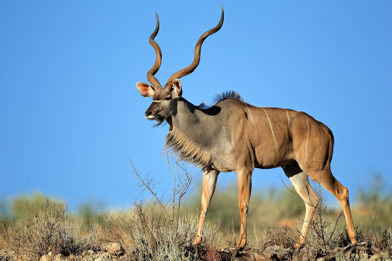 idool Antílope Kudu Tragelaphus Strepsiceros en el desierto de Kalahari ...