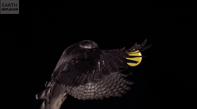 White Wolf : Watch This Hawk Attack A Water Balloon In Super Slow ...