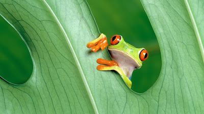 Pequeños reptiles wallpapers