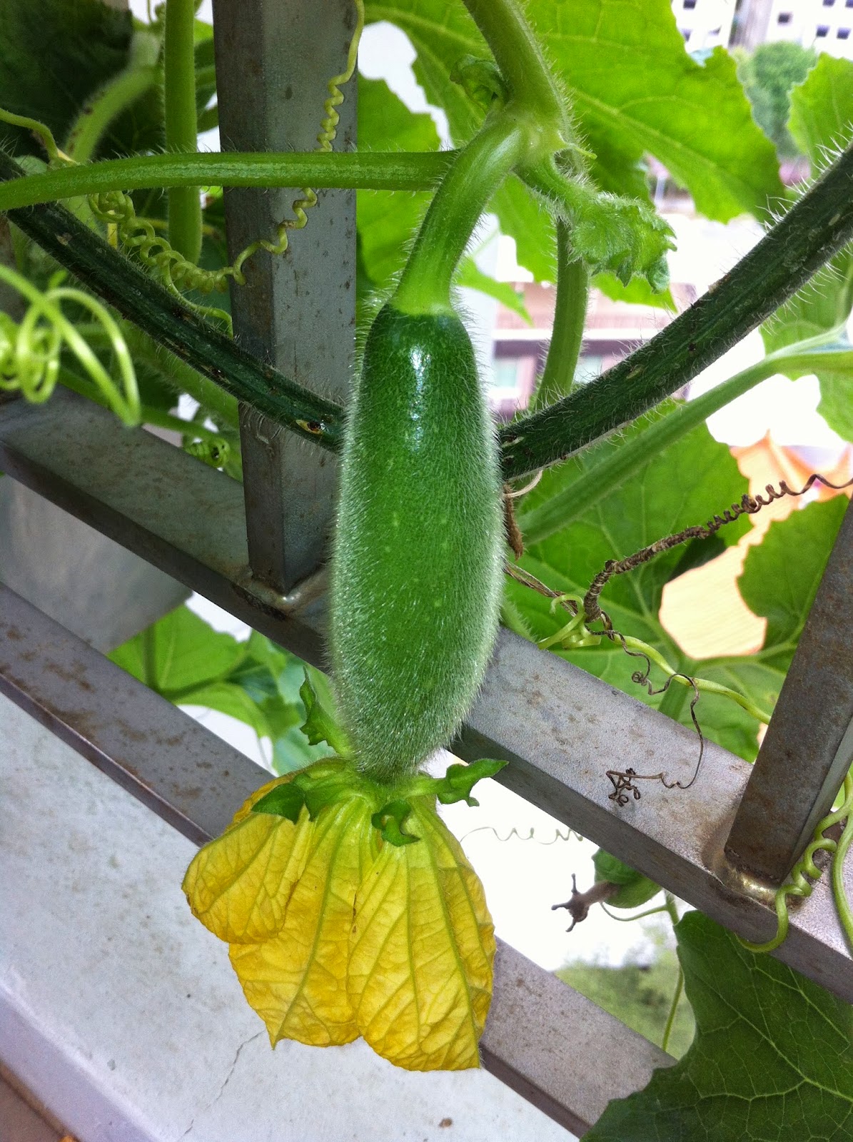 Singapore Plants Lover: Growing ChiQua In Container