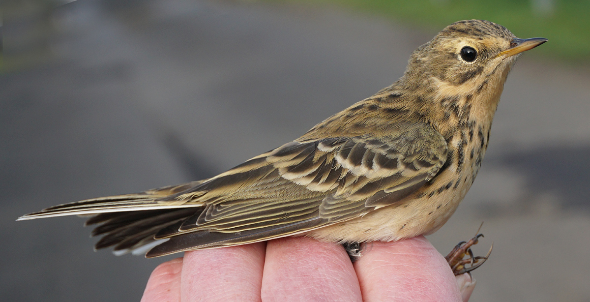 Another Bird Blog: Mostly Redpoll