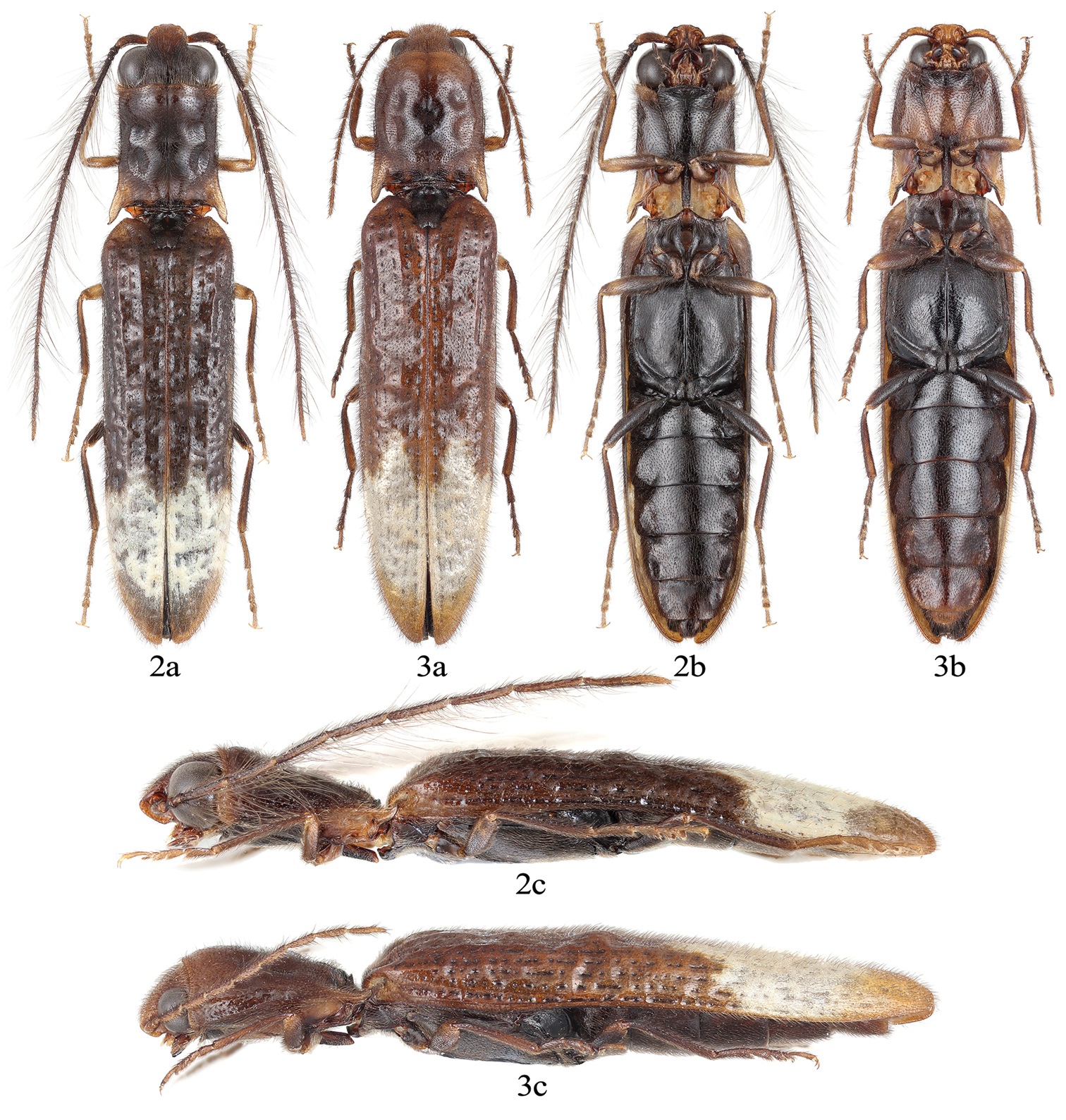 Species New to Science: [Entomology • 2019] Sinopyrophorus schimmeli ...