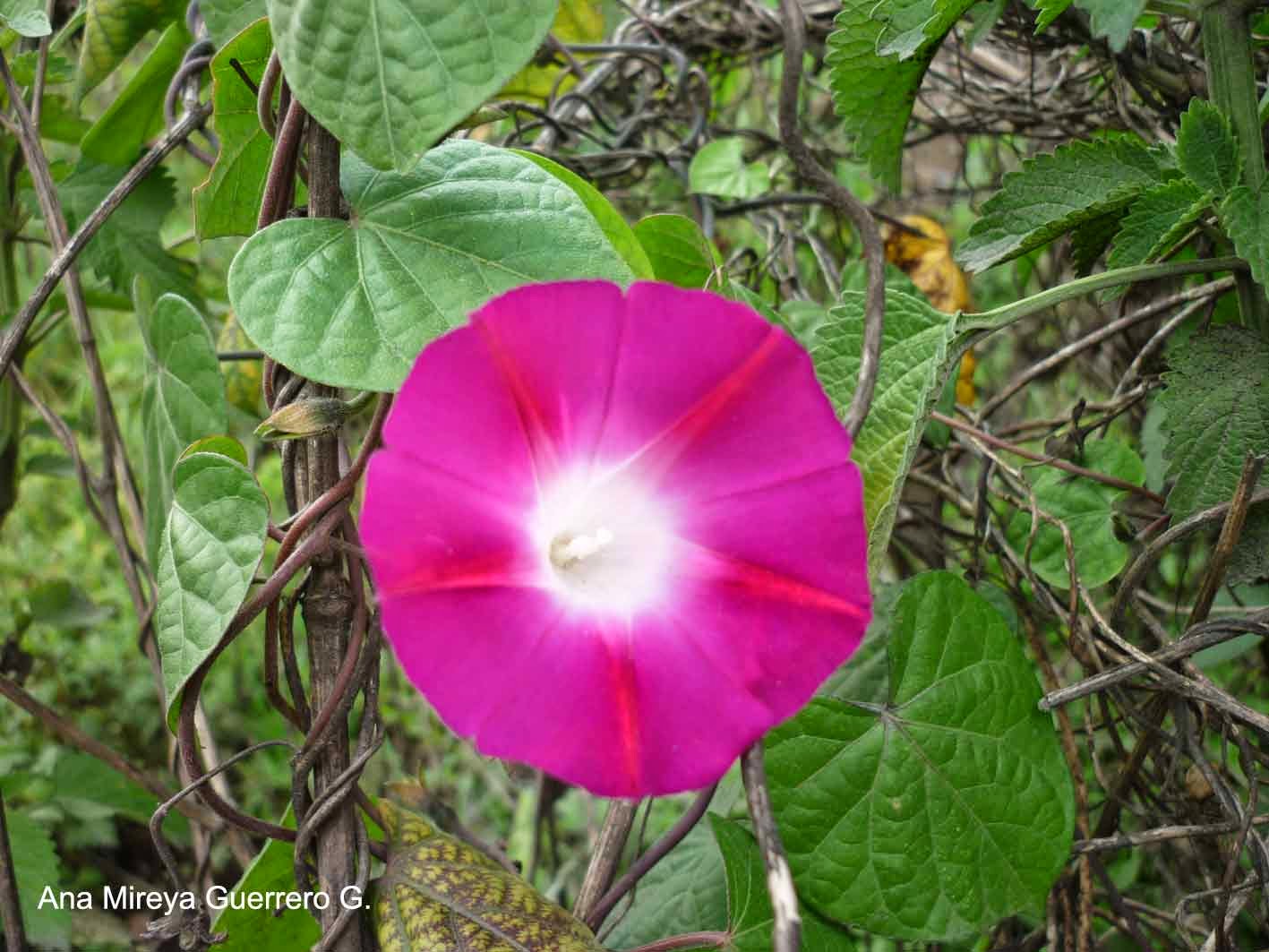 Ecuador: personajes y especies (Galápagos y Continente): Flora de Quito ...
