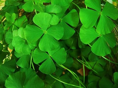 EmbrigadaDeRock'n'Roll: Trevos de 4 Folhas: Origem e Significado