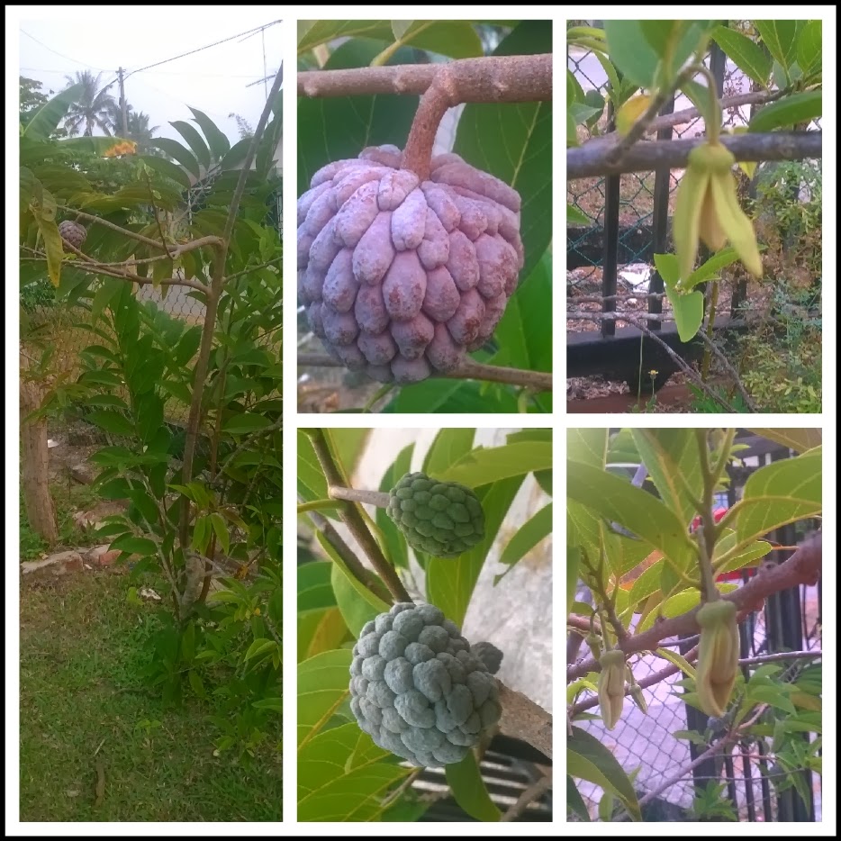 .:HIdzam:.: Buah Nona