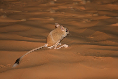 My Temple of Nature: Rugged Rodents