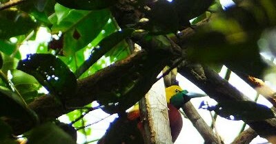 Wildlife Watching Tour: Birdwatching in Arfak mountains