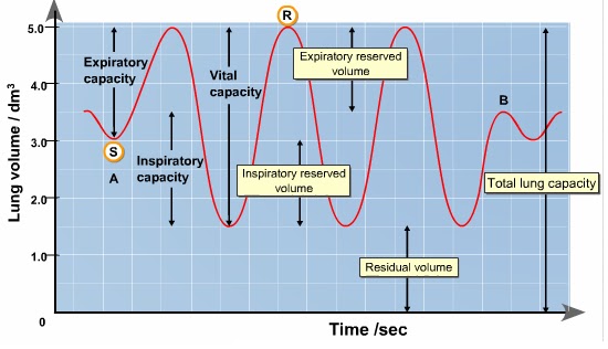 BIOLOGY FORM 6: Lung volume