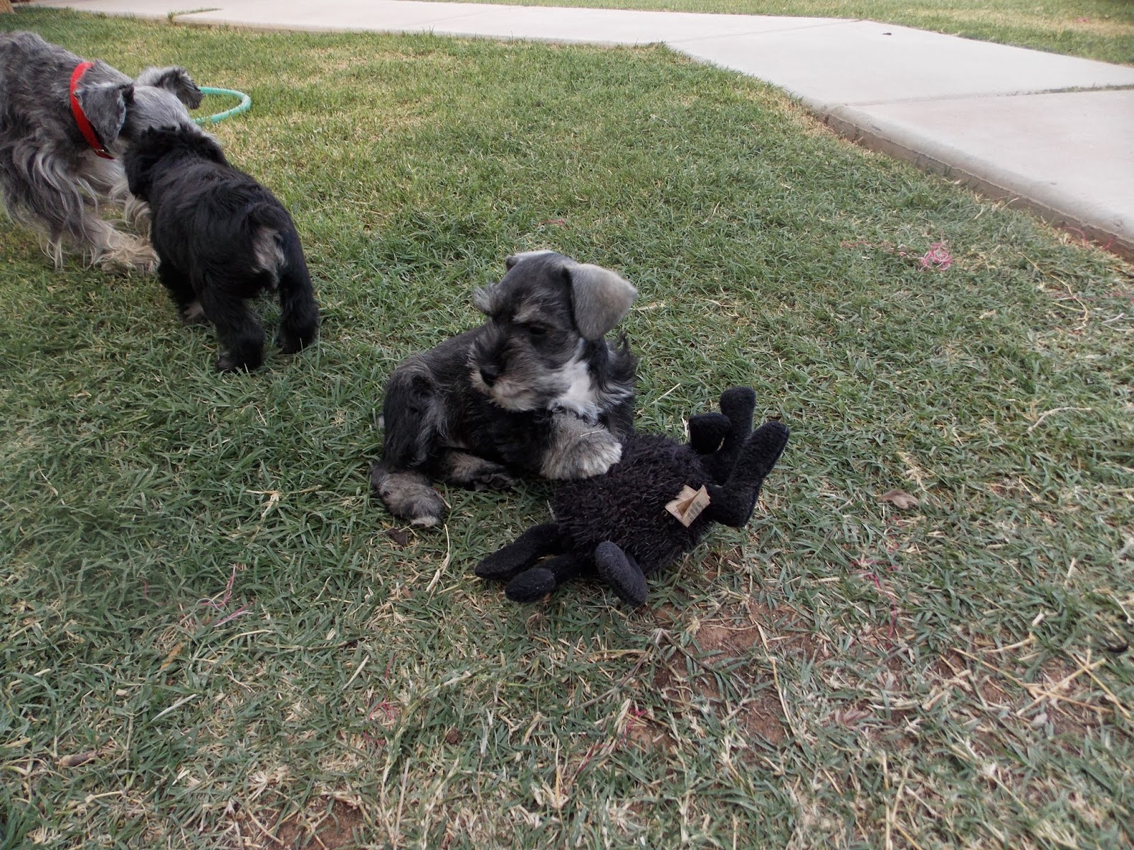Copper Star Ranch: AZ Miniature Schnauzer Puppies for sale at Copper ...
