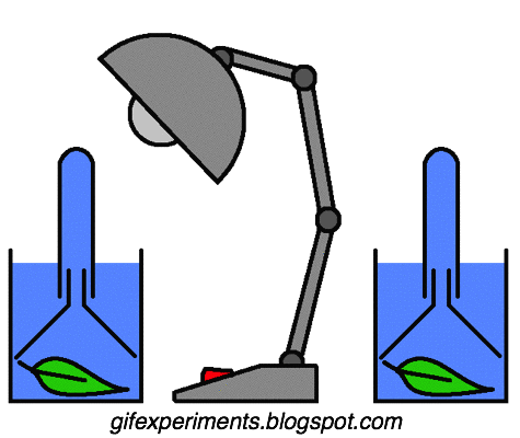 GIF Experiments (GIXP): November 2018