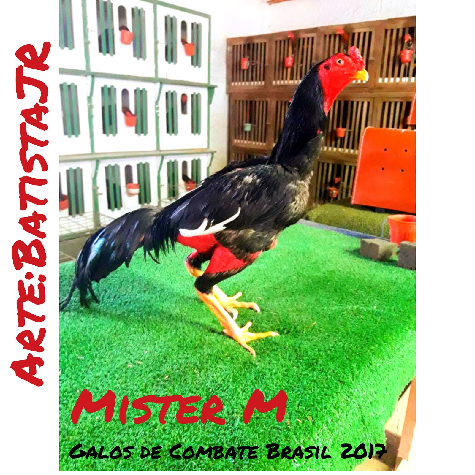GALOS DE COMBATE BRASIL #2021: UM DOS GALOS MAIS FAMOSOS DO BRASIL