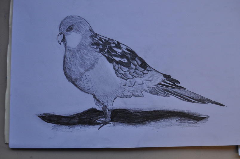 I teach art: Pencil Bird Drawings