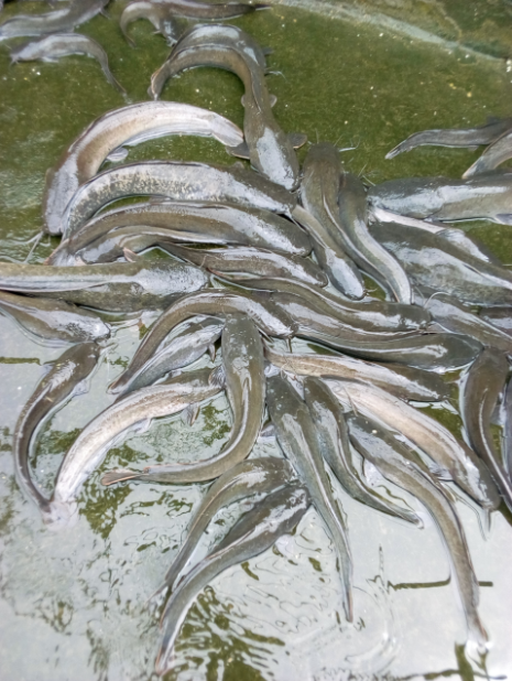 FISH FARMING SKILLS: UFUGAJI WA SAMAKI AINA YA KAMBALE