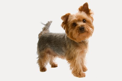 Razas de perros pequeñas: Perros pequeños: El Yorkshire Terrier o Yorkie