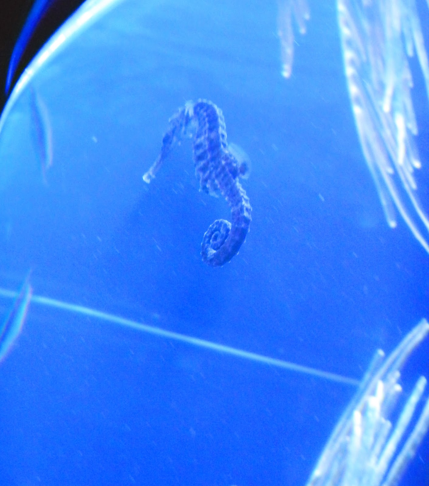 The Beautiful Seahorses - Adventures in Walt Disney World, FL