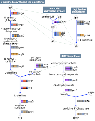 BioCyc and Pathway Tools Blog: Introducing Pathway Collages...