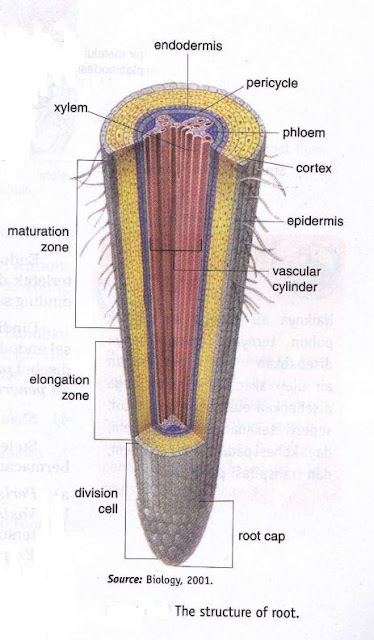 Structure Of Plant Organ - New Science Biology