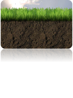 Clasificación de las plantas y tipos de suelo