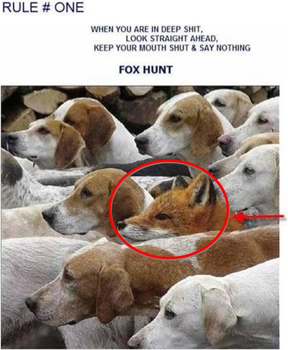 Fox smart findy - idealdiki