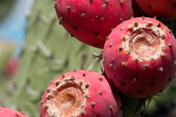 Xoconostle, fruto del nopal - Historia y sabor