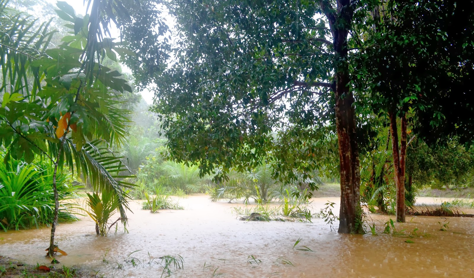The Kambatik Park, Bintulu.: Flash floods in January