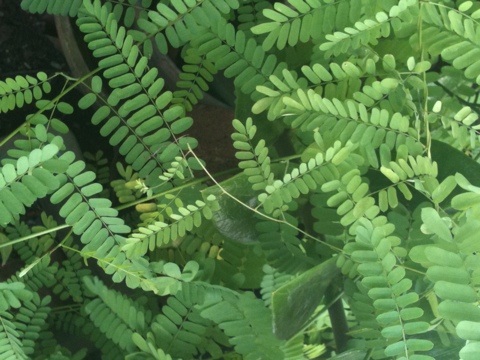 SIMPLISIA FARMAKOGNOSI LENGKAP: FOLIUM