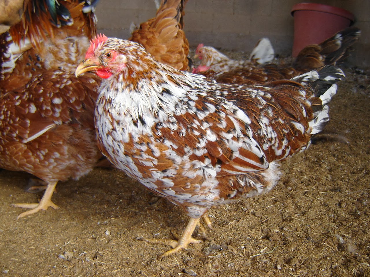 Aloha Chickens: Fall Breeder Pen #2