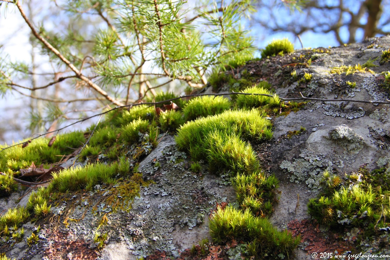 Mousses et lichens, le classement naturaliste de la Forêt des ...