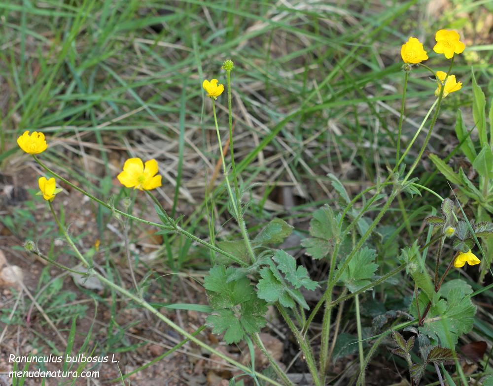 Menuda Natura: Ranunculus bulbosus L.