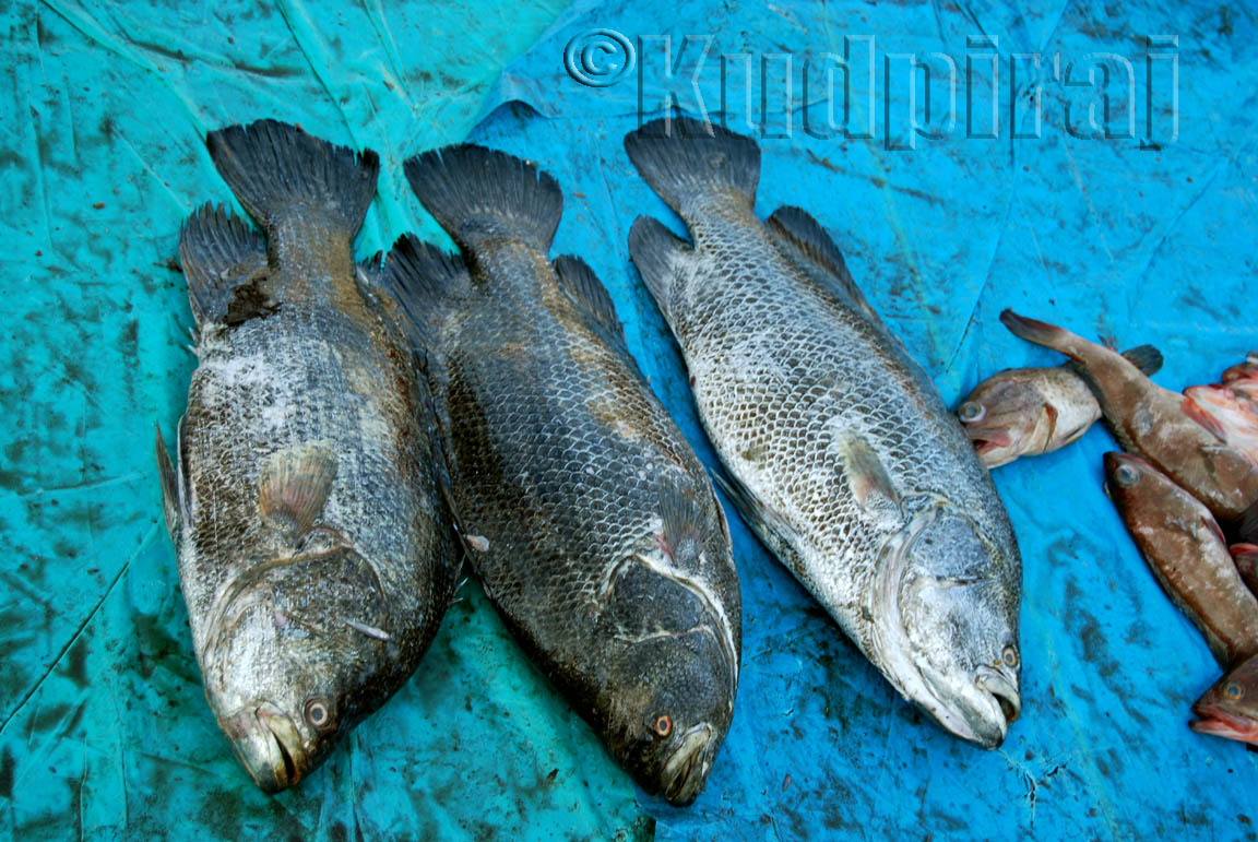 Kudpiraj's Garam Tawa: Fishing in Mangalore