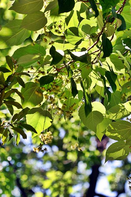 Igiri Tree - Tree Directory