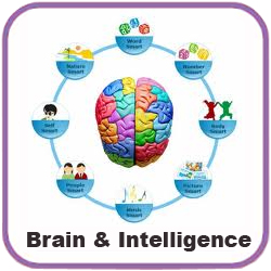 Brain Power Techniques: The Brain and Intelligence