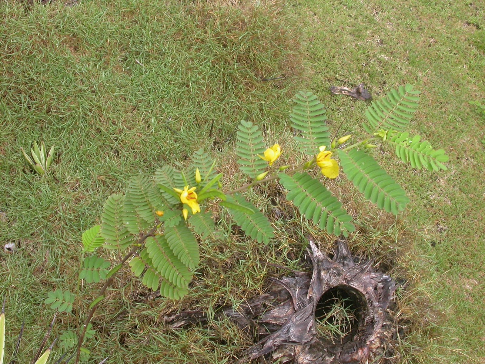 Barbados Flora & Fauna: Weeds & Wild Bush on Barbados