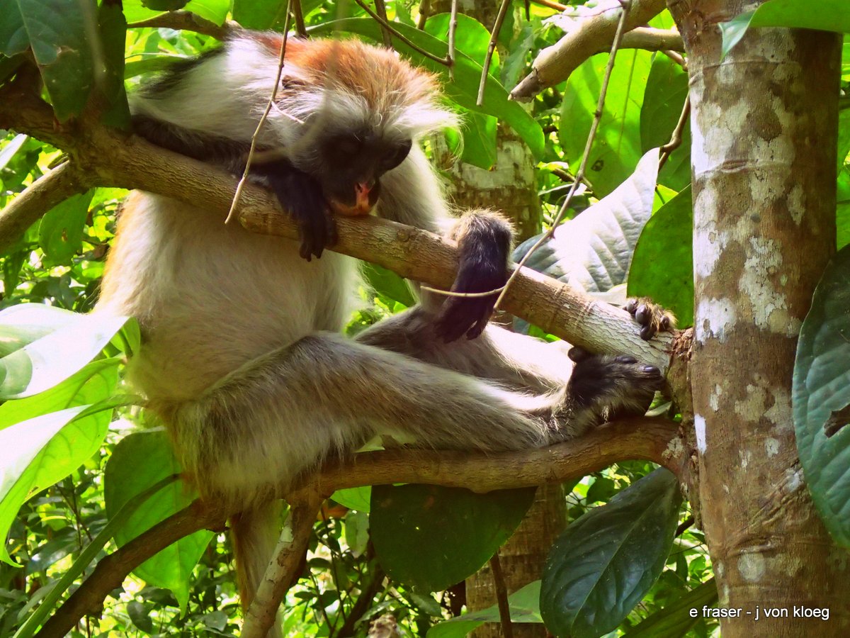 The 4 Ts: Tumbili. Diabetes Monkey.