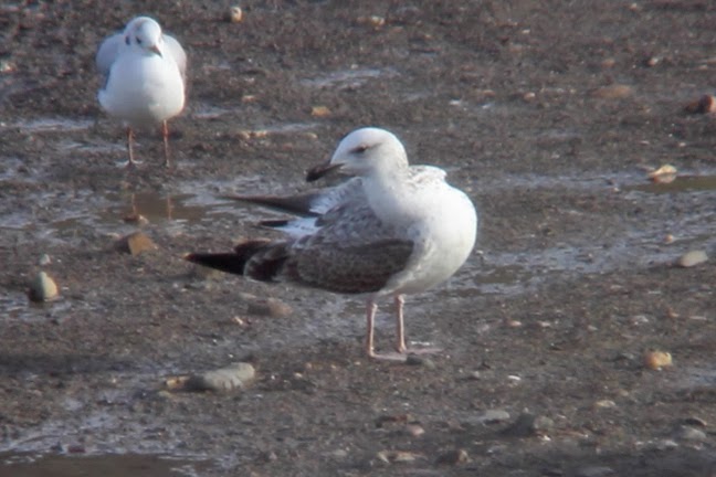 Bag a Wild One: Caspian Gulls