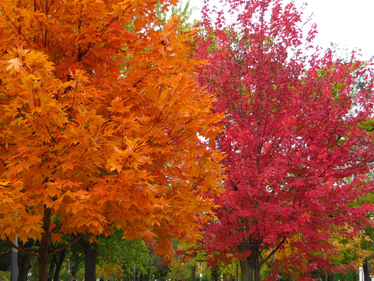 The World of Gord: The Burnt Orange Colours of KC's Tree