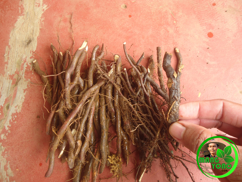 Cara Perbanyakan Bunga Melati Belanda (Chinese Honeysuckle) Dengan Stek ...