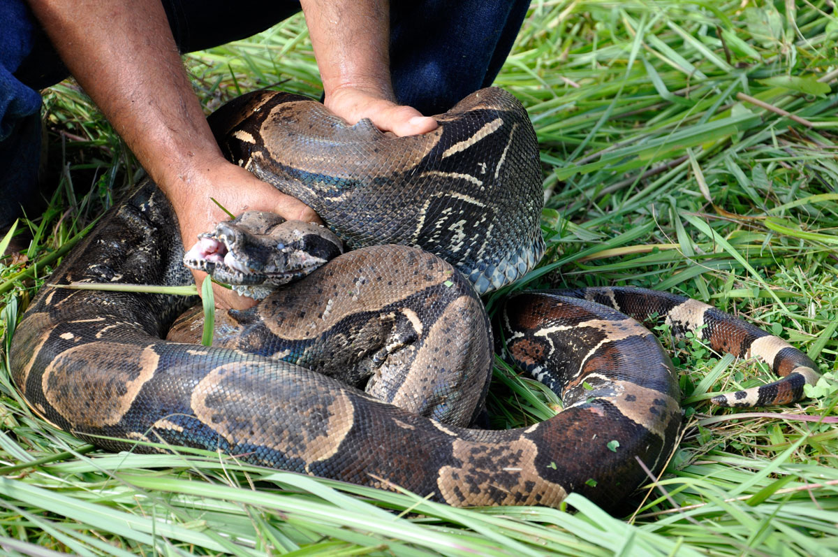 ALTINO MACHADO: JIBÓIA