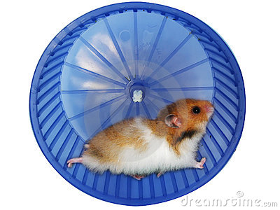 Coisas que aprendi..: Bicho de Estimação - Hamster