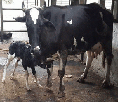 TERNAKAN N&A WAWASAN BHD: LEMBU