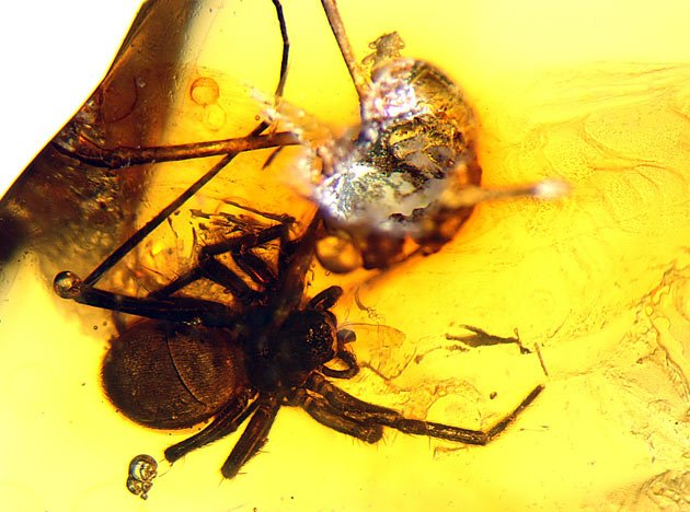 Insects In Amber Fossils ~ Amazing Facts