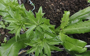 Huerto urbano, agricultura técnica, hidroponía: Culantro coyote ...