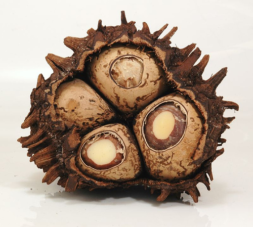 Irma Guzman Eco Jewelry: The tagua nut: the vegetable ivory