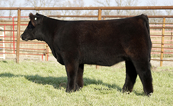 Lautner Farms: Females and Fellows of the Fall Online Sale - Bremer ...